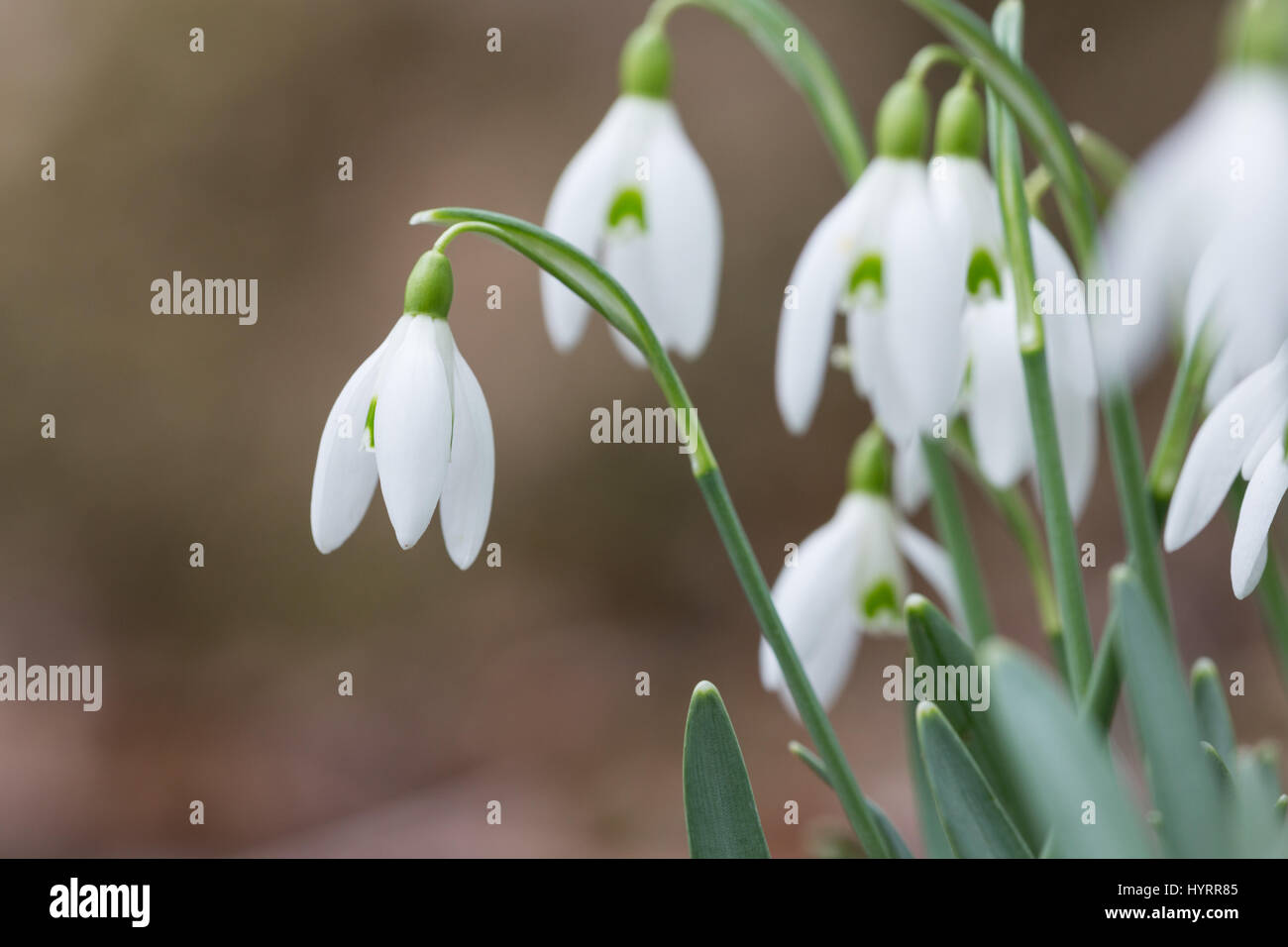 Early drop hi-res stock photography and images - Alamy