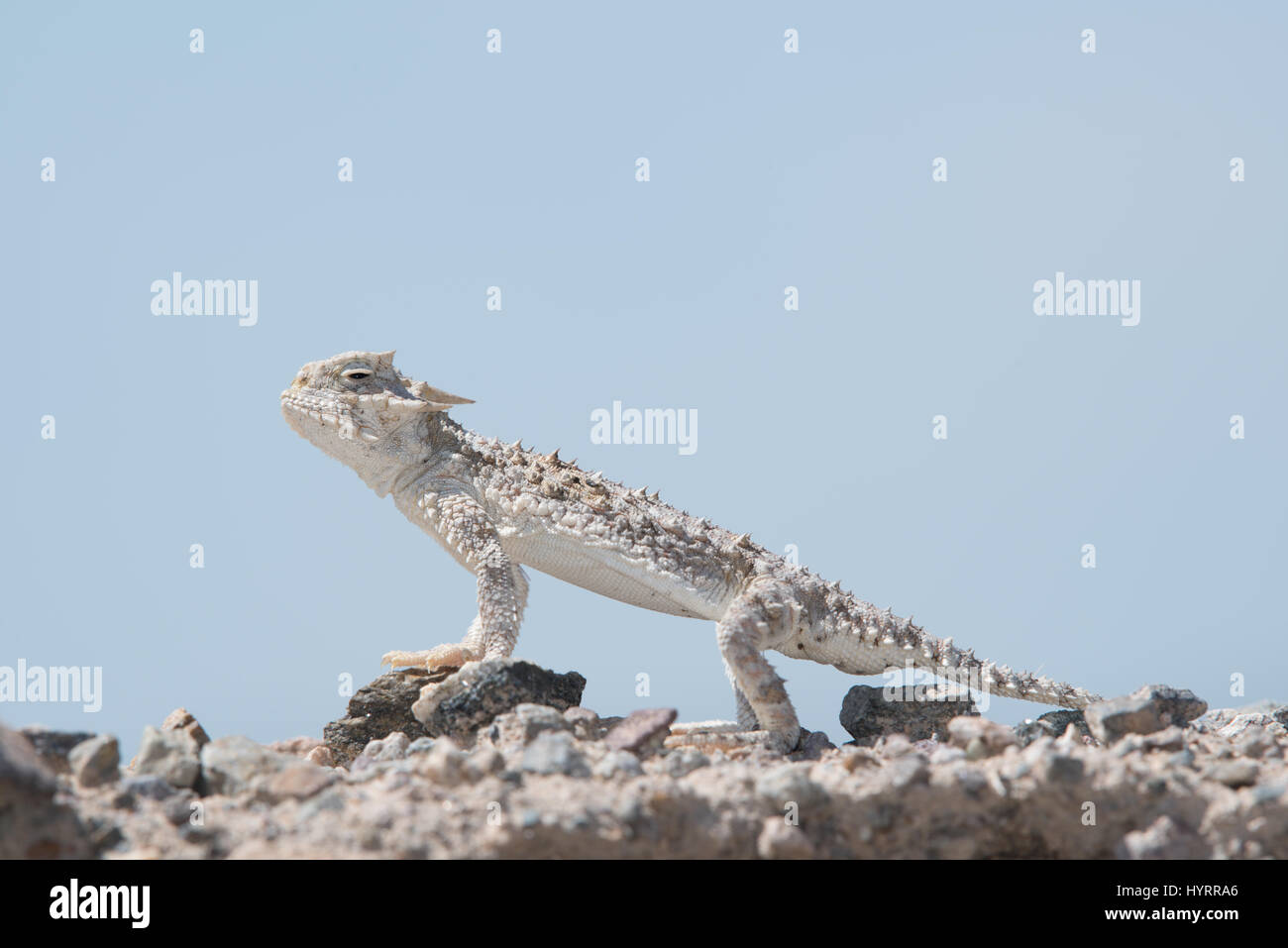 Southern Desert Horned Lizard, (Phrynosoma platyrhinos calidiarum ...