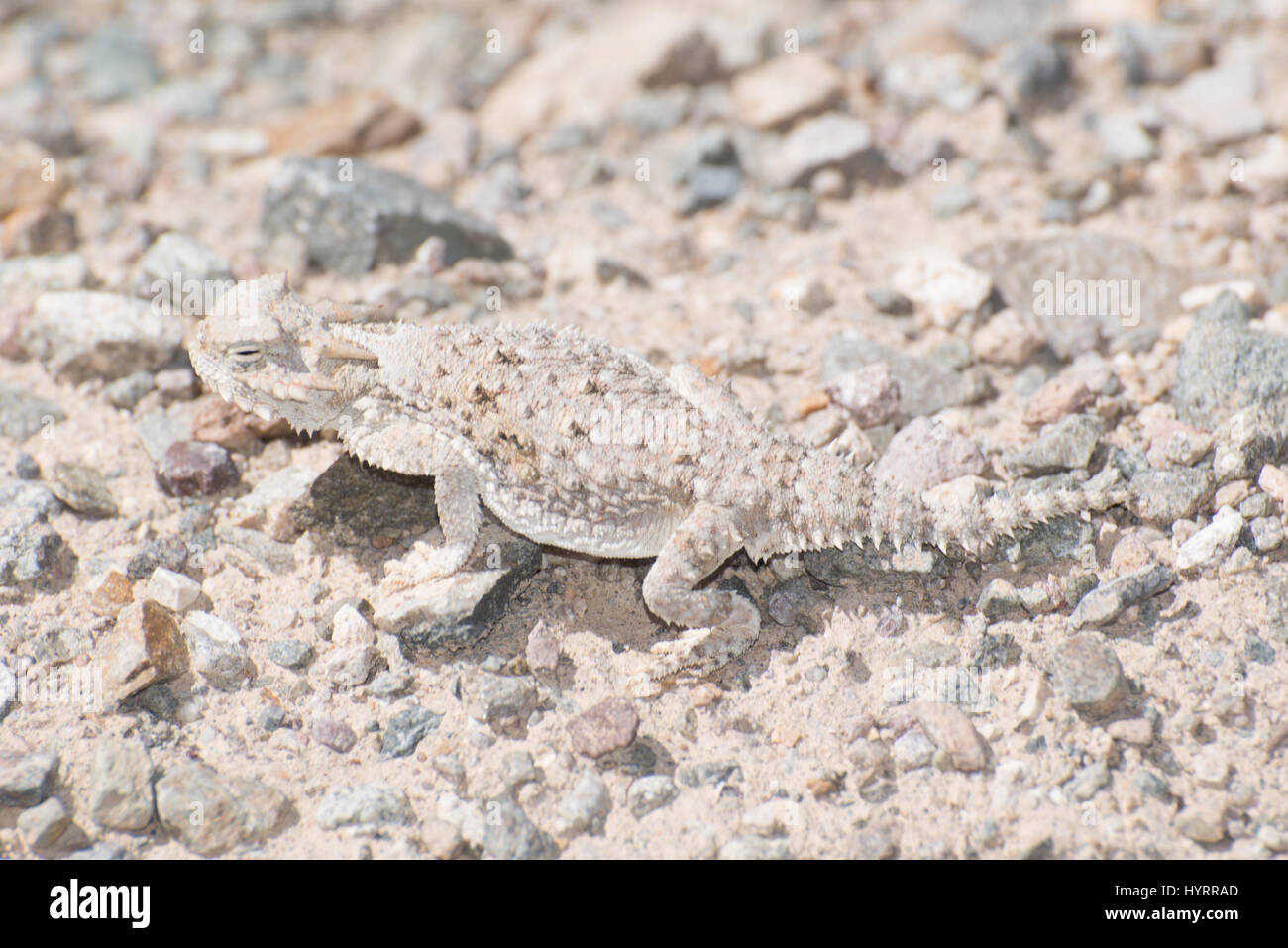 Southern Desert Horned Lizard, (Phrynosoma platyrhinos calidiarum ...