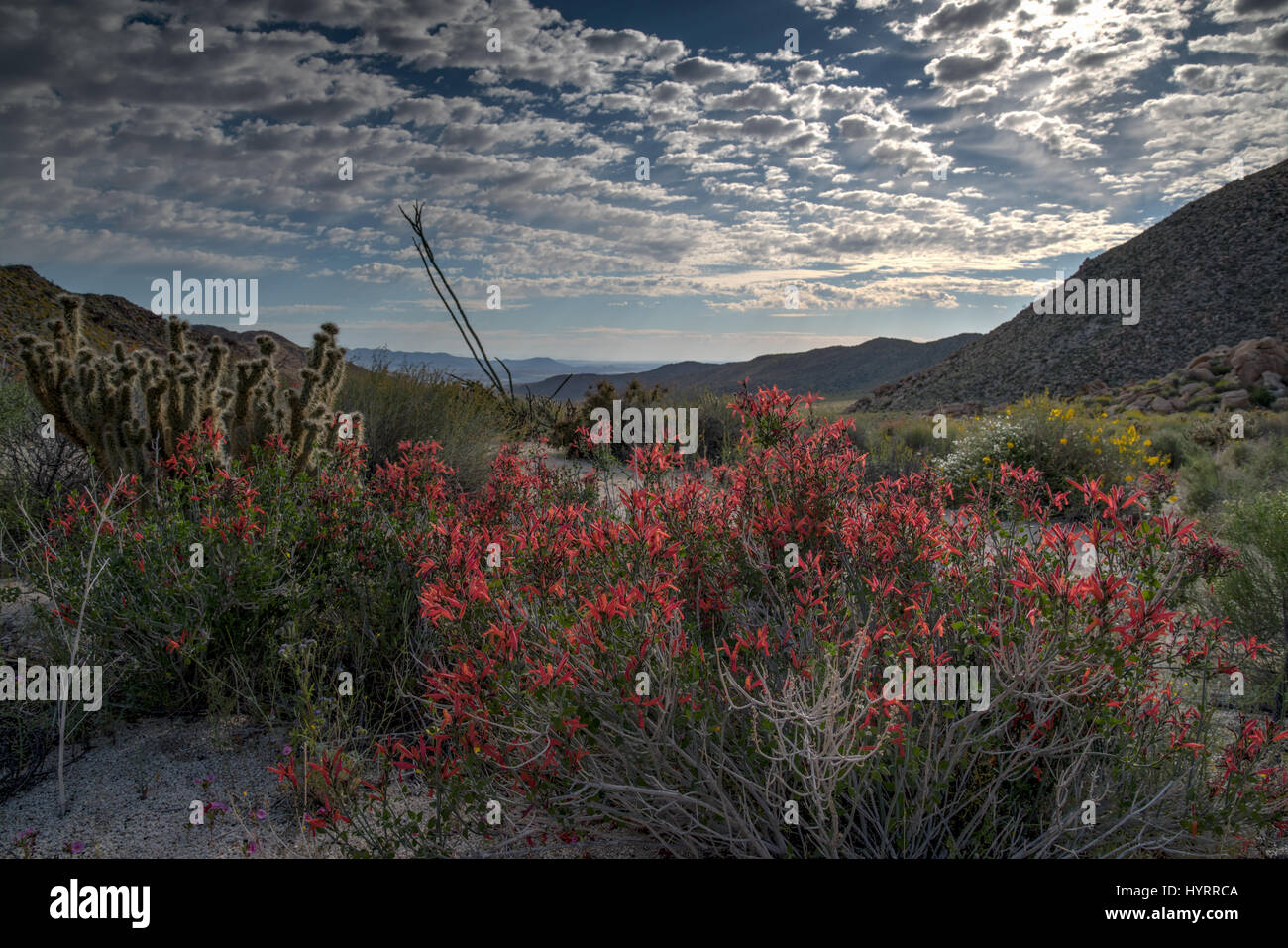 Chuparosa, (Justicia californica), Indian Gorge, Anza-borrego Desert ...