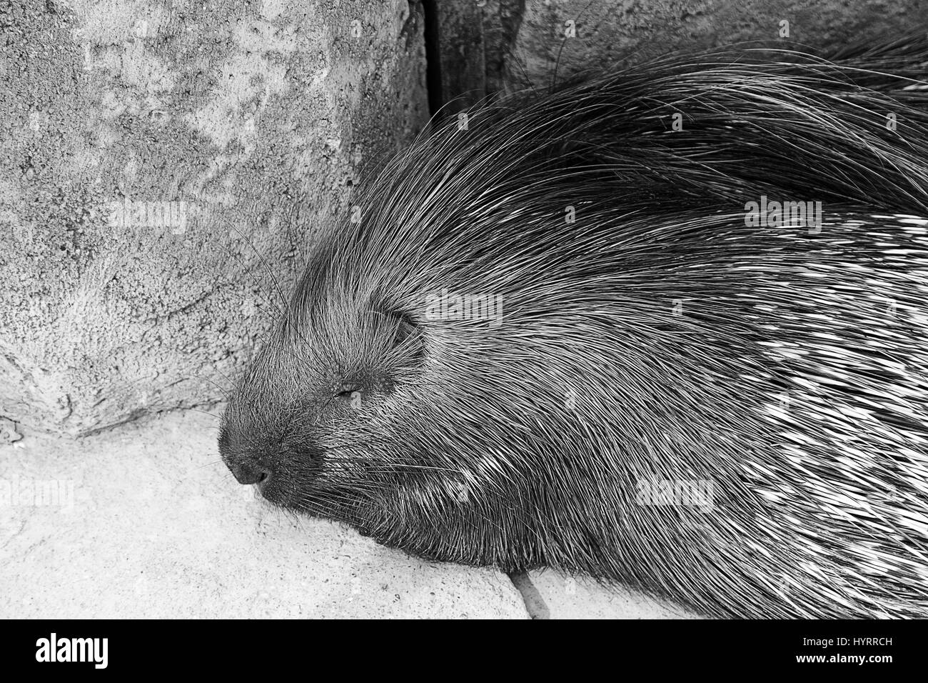 Porcupine wild in a zoo, an animal detail exotic mammal Stock Photo - Alamy