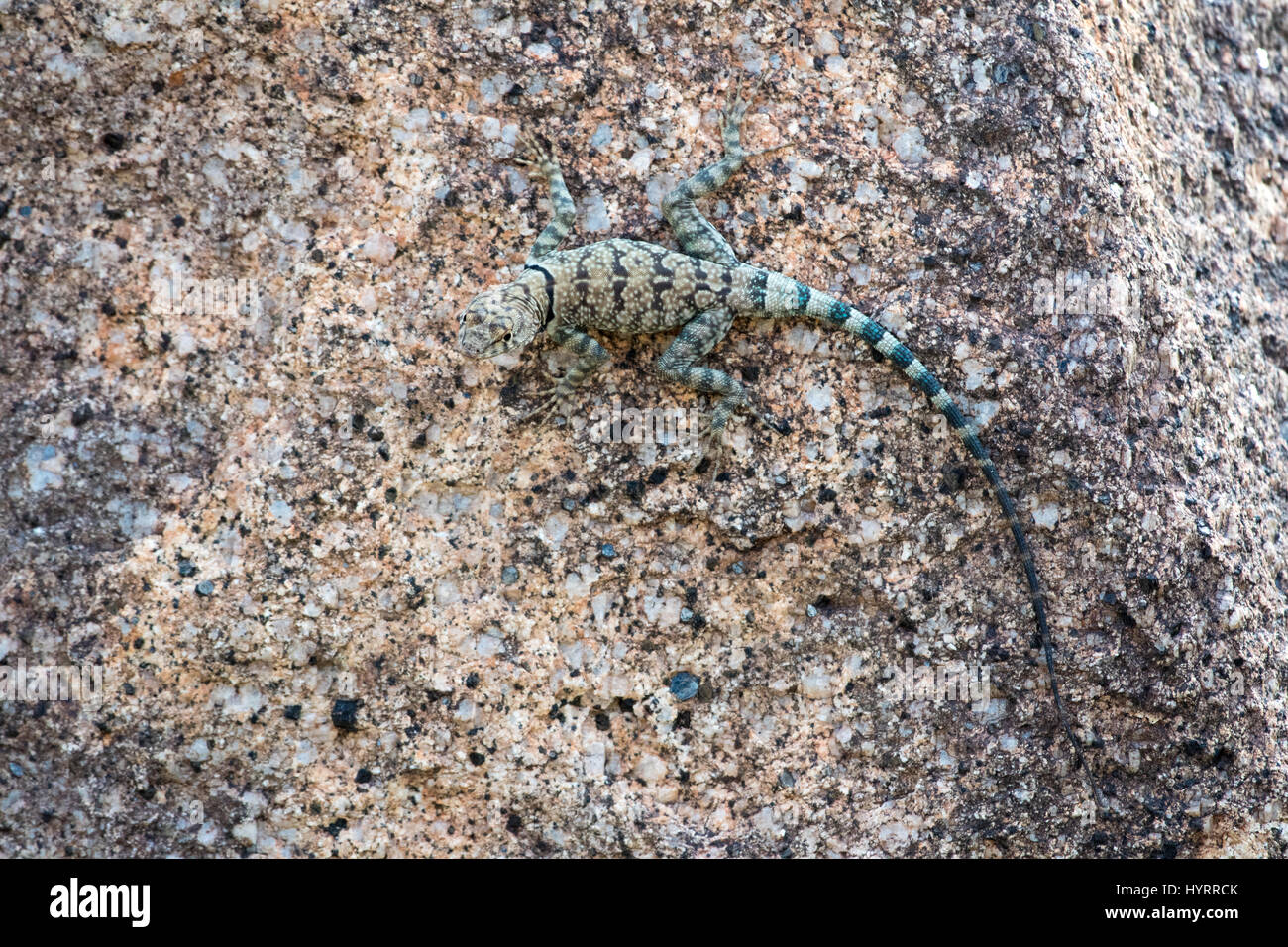 Mearns rock lizard hi-res stock photography and images - Alamy