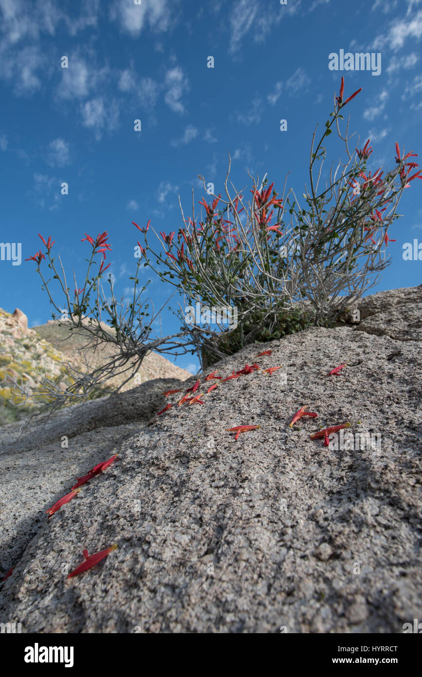 Chuparosa, (Justicia californica), Indian Gorge, Anza-borrego Desert ...