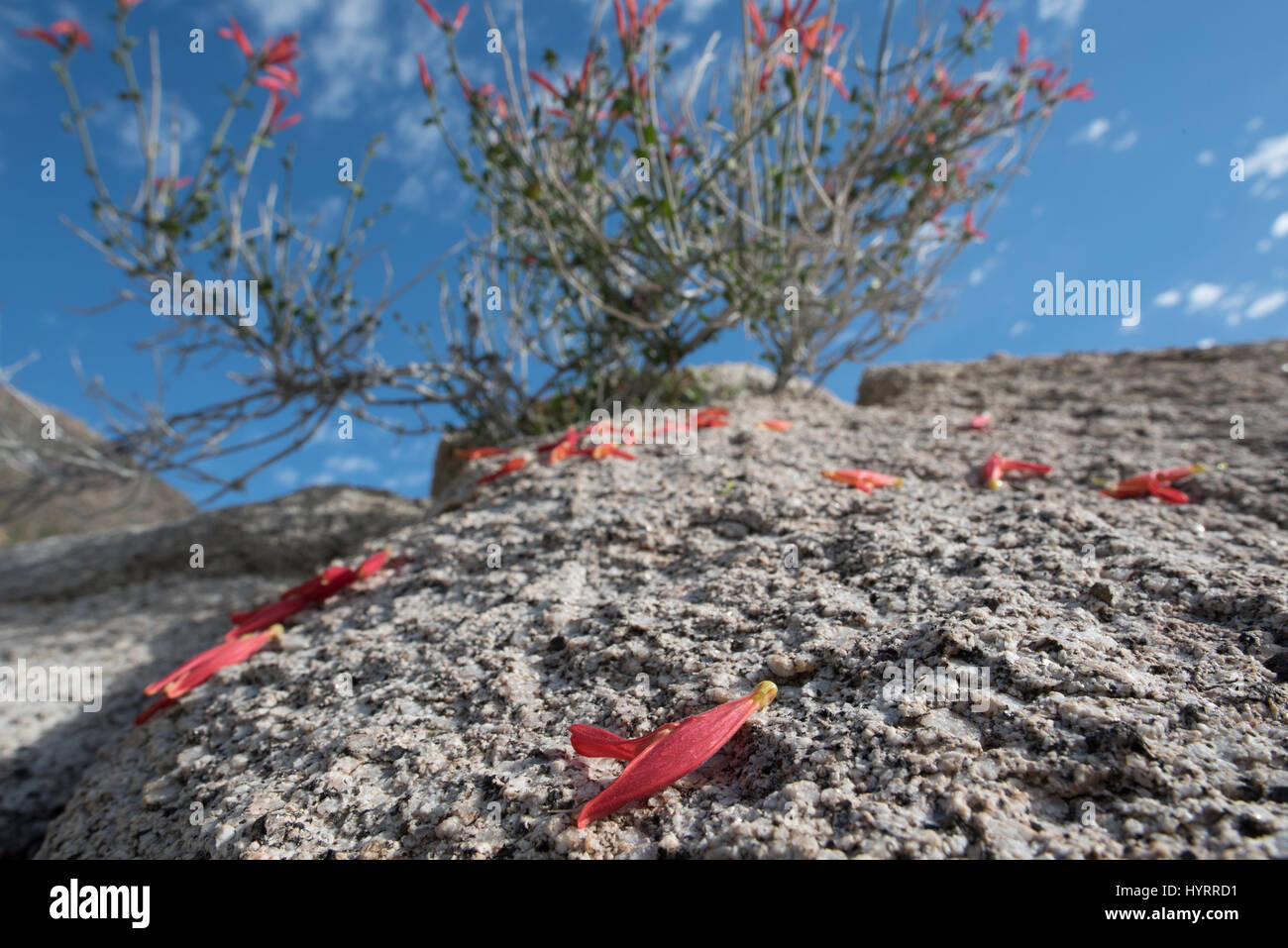 Chuparosa, (Justicia californica), Indian Gorge, Anza-borrego Desert ...