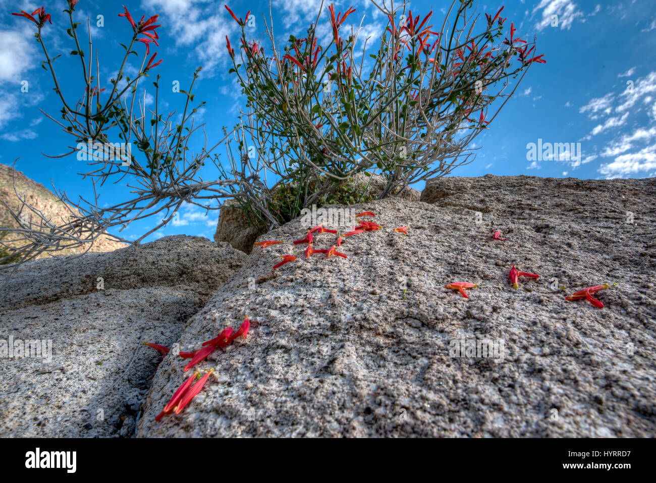 Chuparosa, (Justicia californica), Indian Gorge, Anza-borrego Desert ...