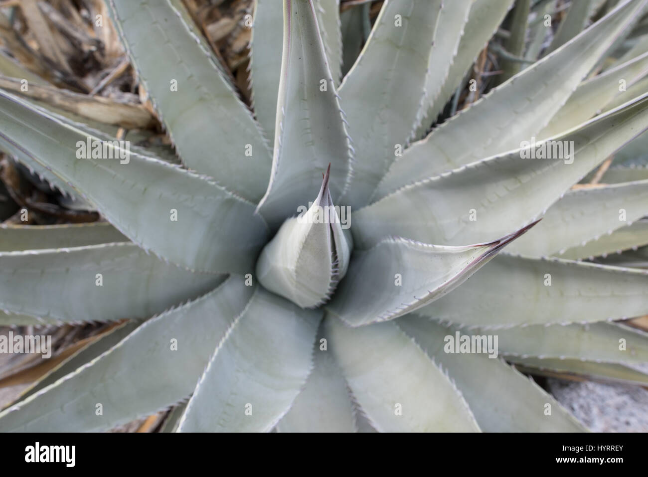 Desert Agave, (Agave deserti), Indian Gorge, ANza-borrego Desert State ...
