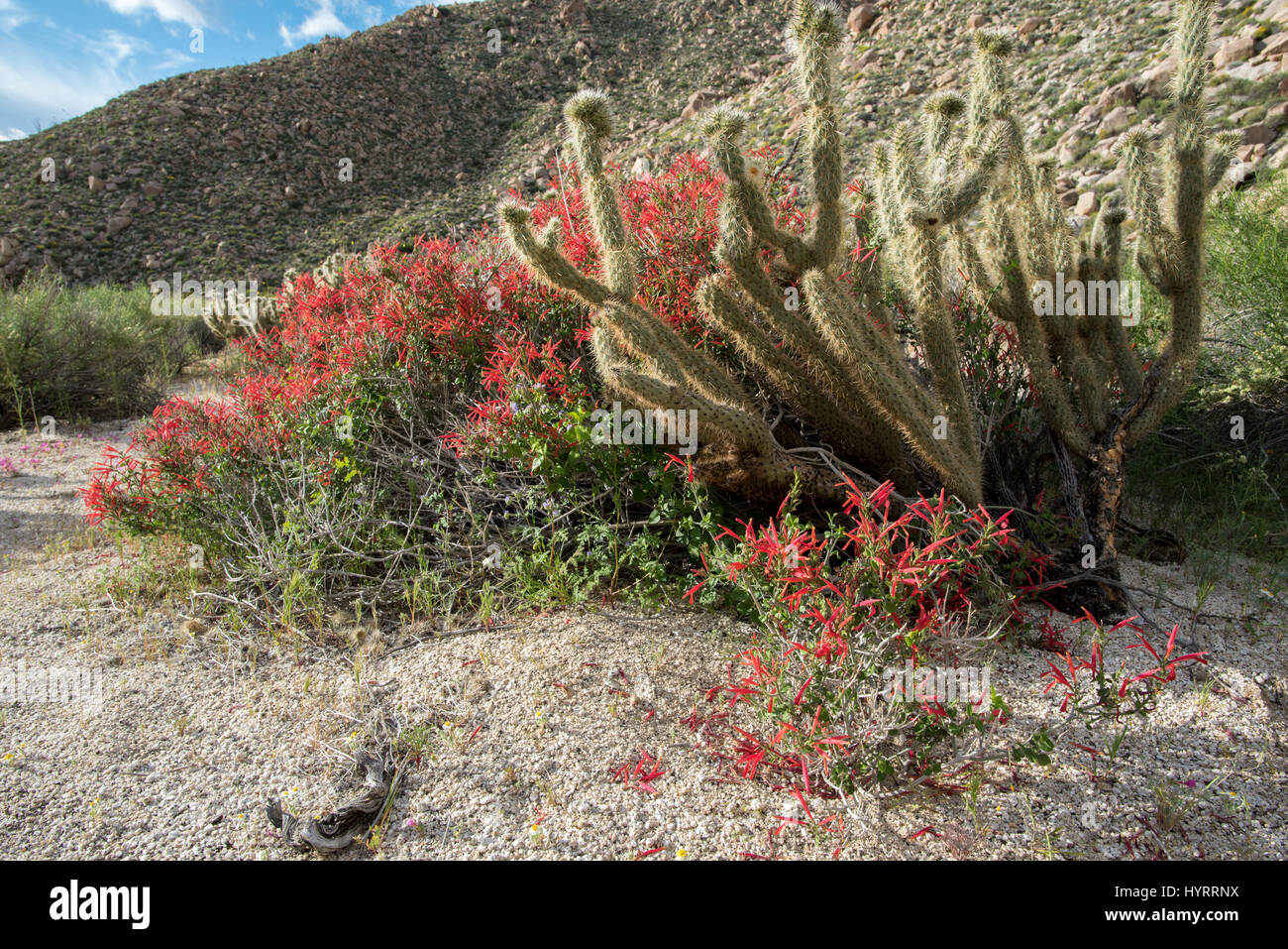 Chuparosa, (Justicia californica), Indian Gorge, Anza-borrego Desert ...