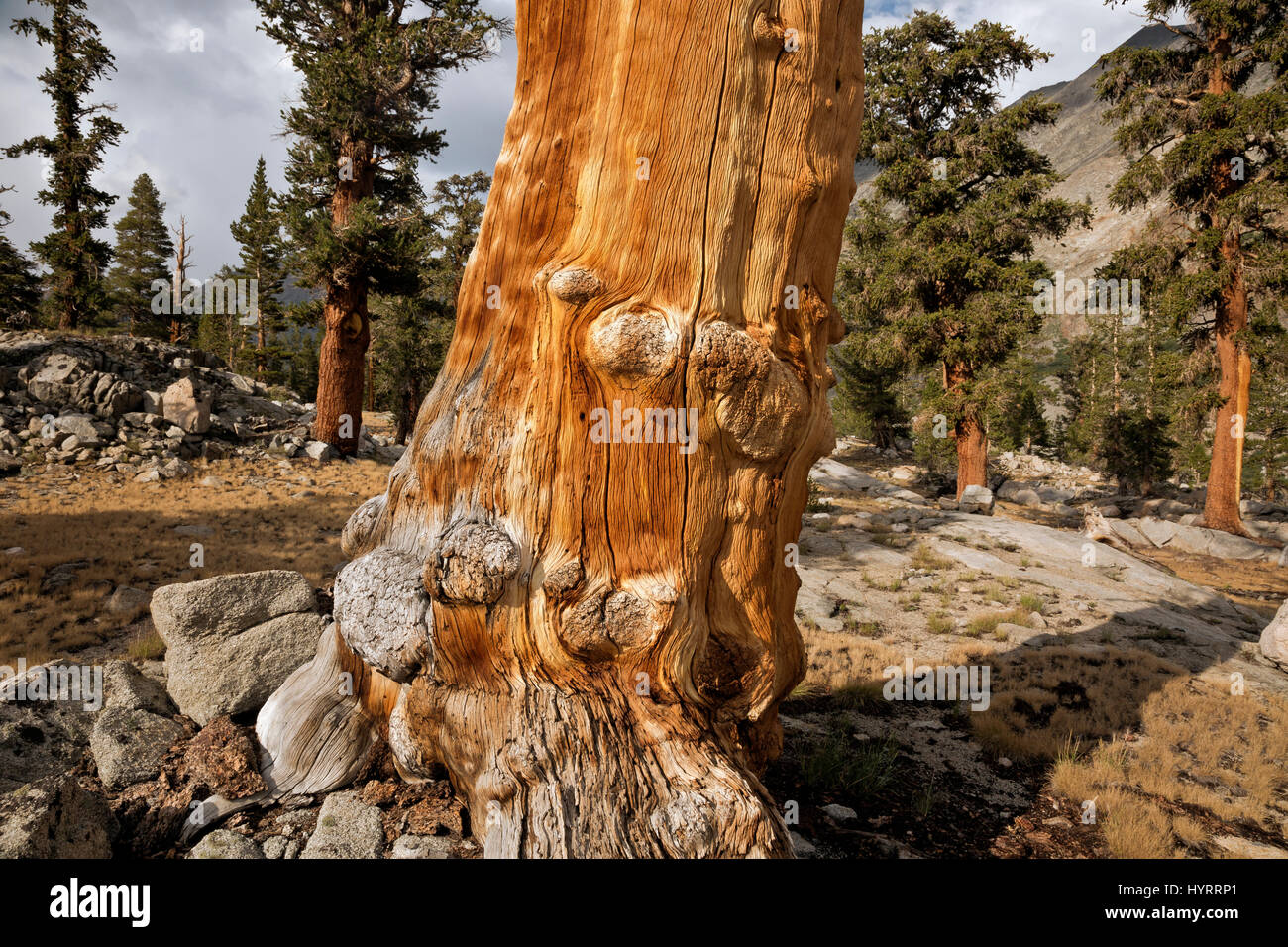 John muir grove hi-res stock photography and images - Alamy