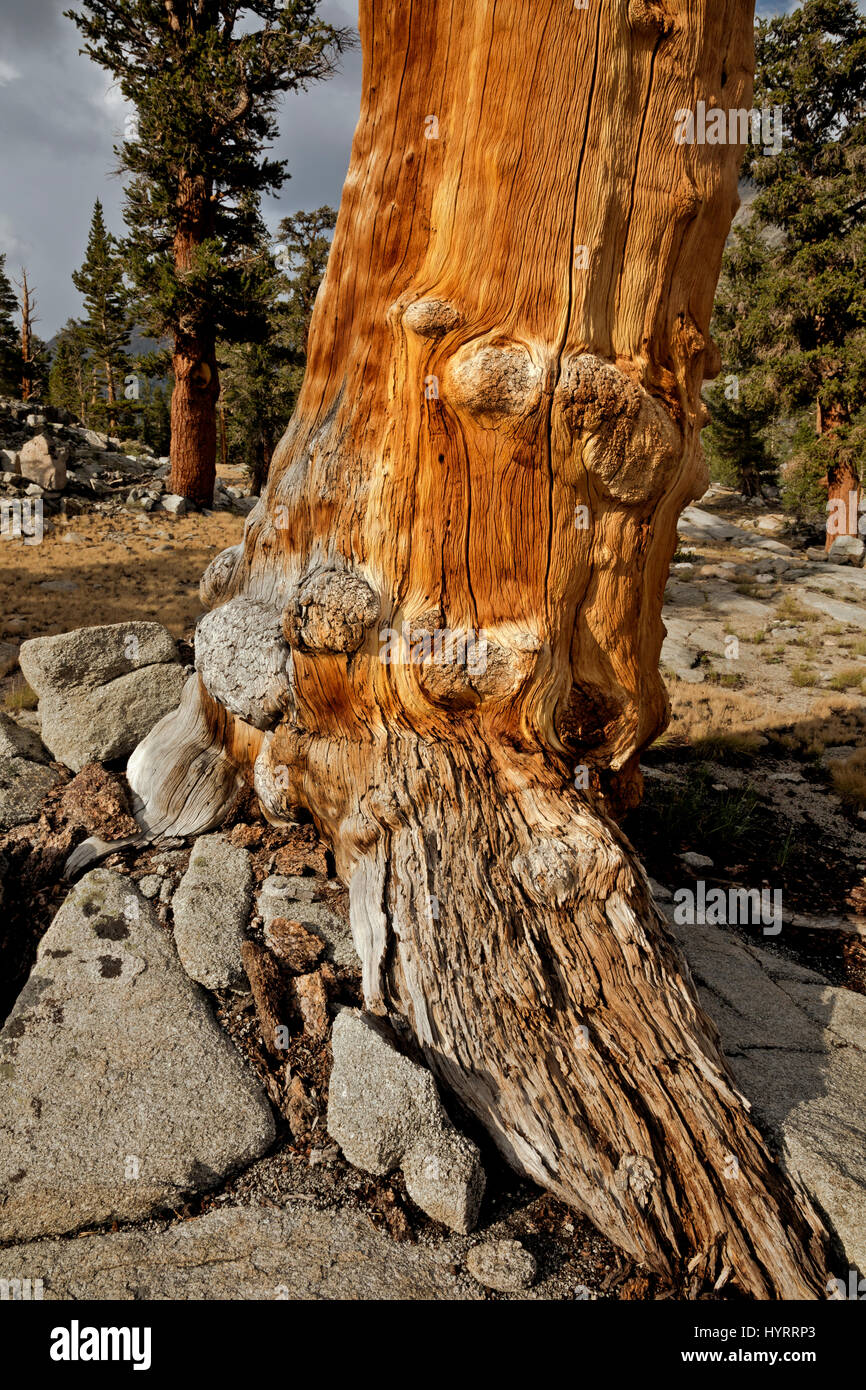 CA03181-00...CALIFORNIA - A dead tree in a grove bristlecone type of ...