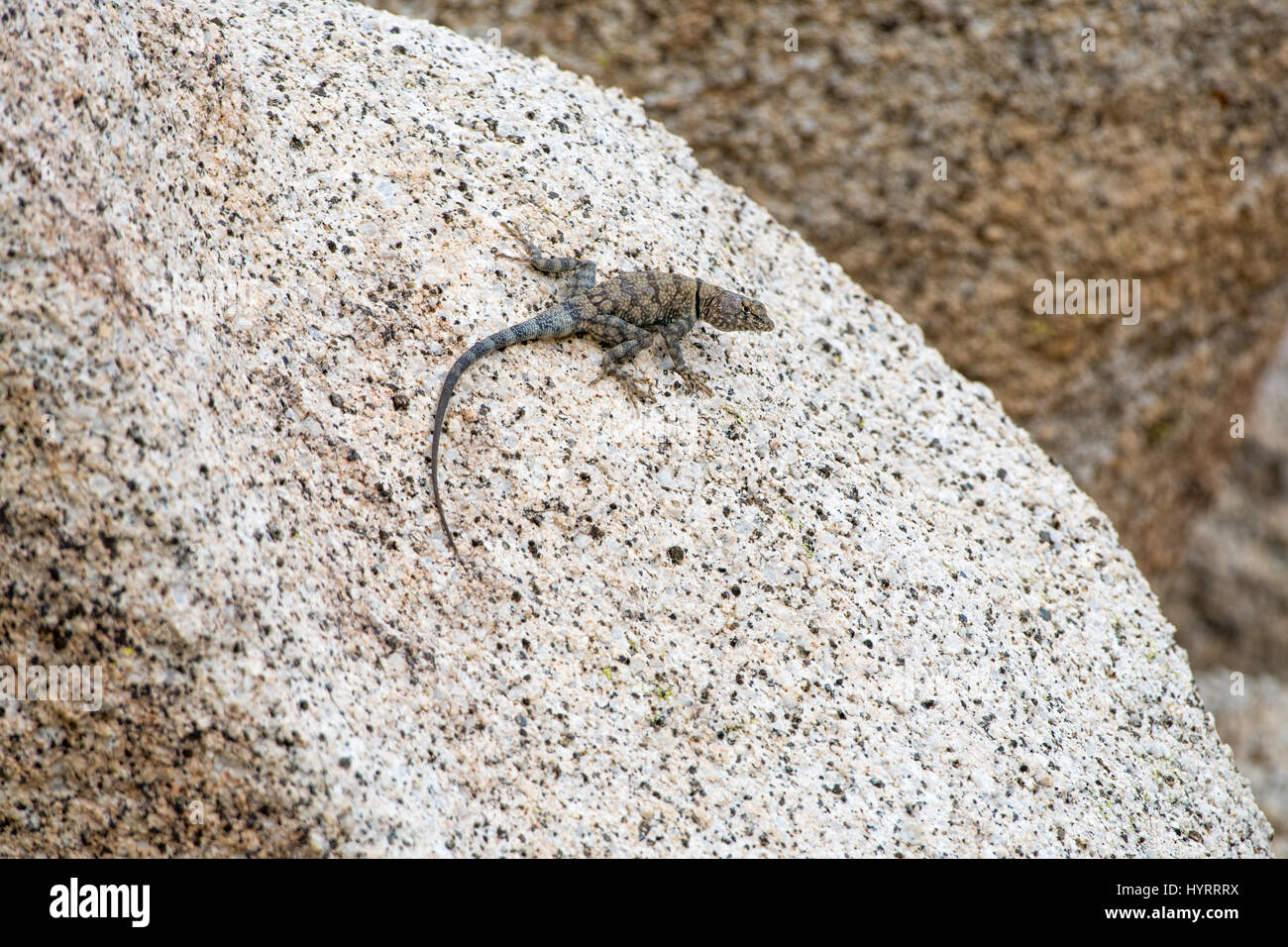 Mearns rock lizard hi-res stock photography and images - Alamy