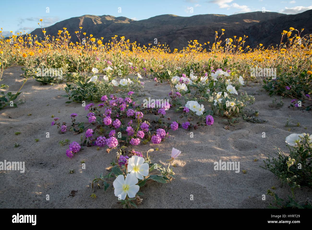 Desert Sand Verbena, Dune Evening Primrose, and Desert Sunflowers ...