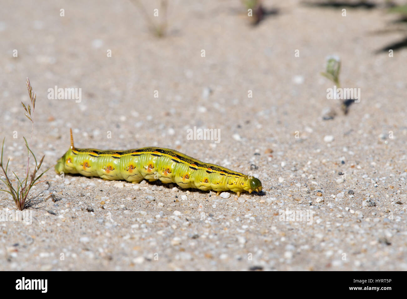 White-lined Sphinx Moth, (Hyles lineata), caterpillar. Anza-borrego ...