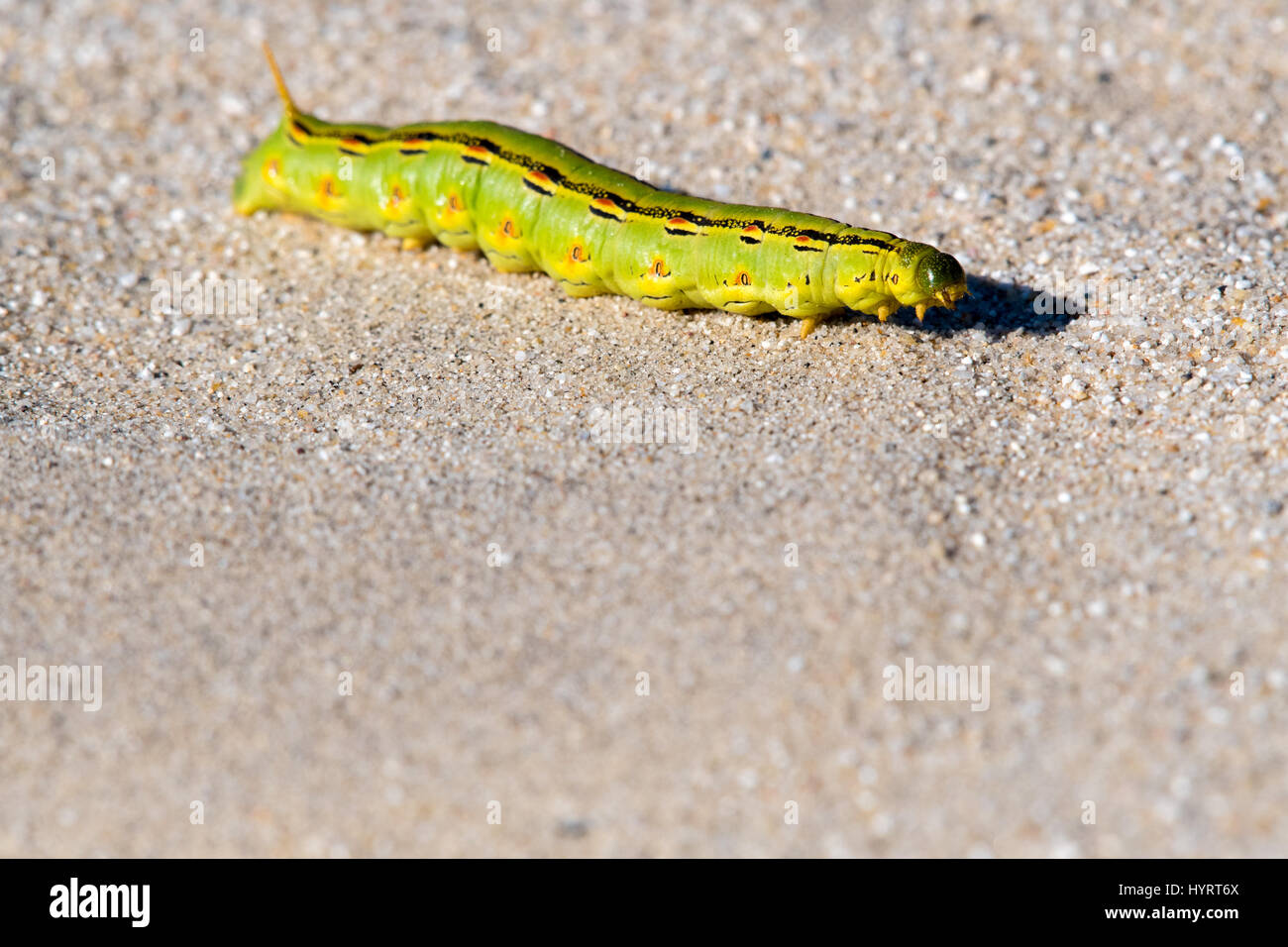 White-lined Sphinx Moth, (Hyles lineata), caterpillar. Anza-borrego ...