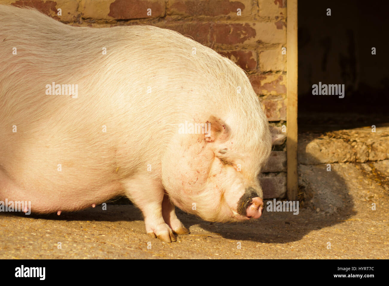Maiale domestico hi-res stock photography and images - Alamy