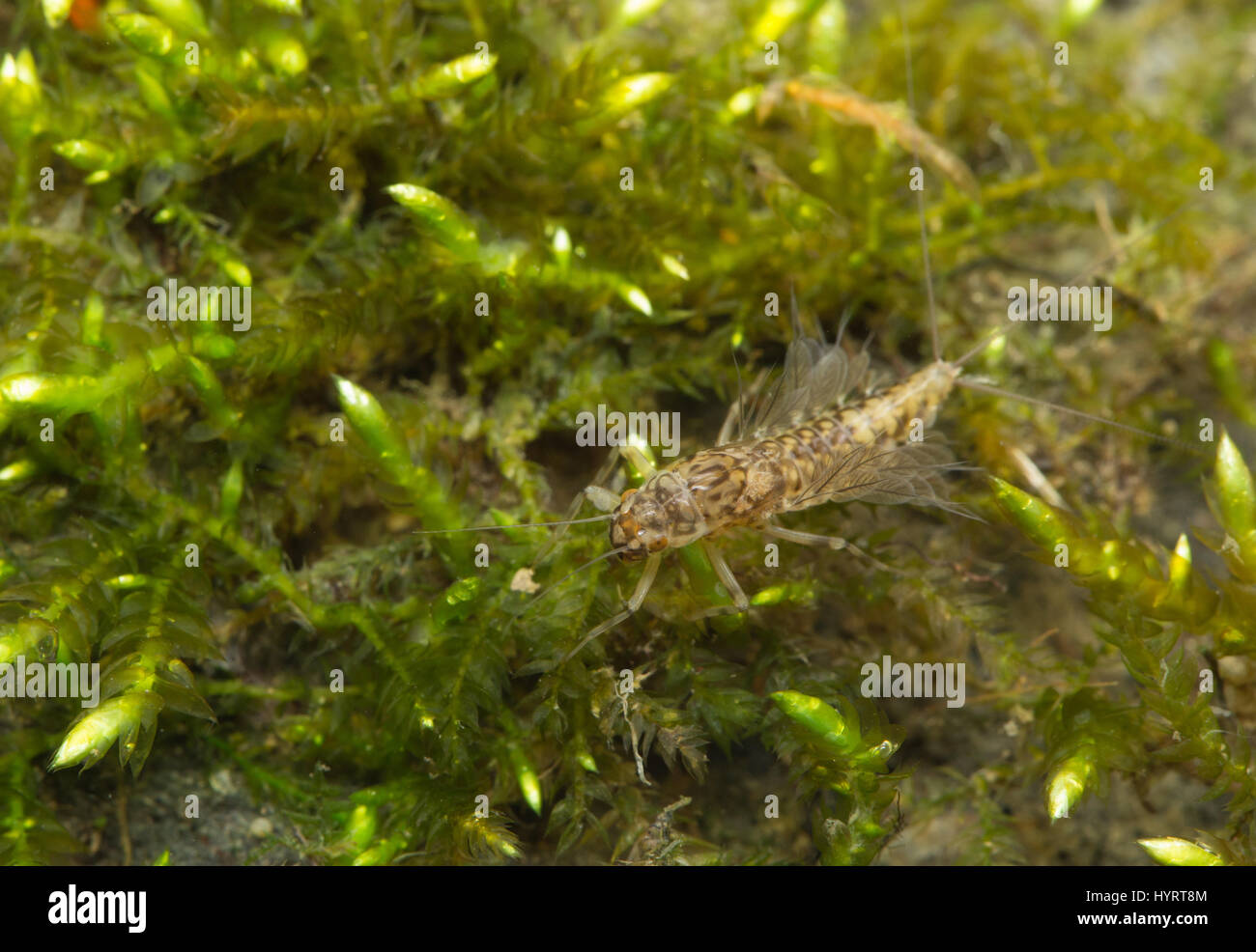 Mayfly larvae hi-res stock photography and images - Alamy