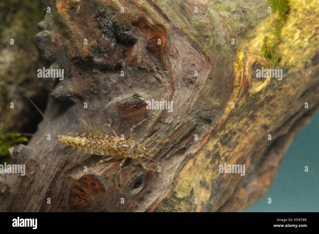 Mayfly Larva Stock Photos & Mayfly Larva Stock Images - Alamy