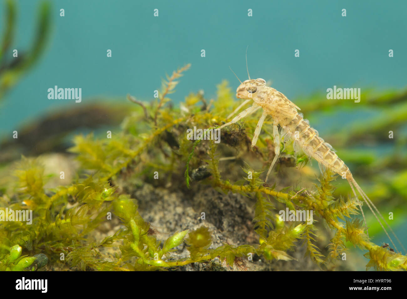Mayfly Larva Stock Photos & Mayfly Larva Stock Images - Alamy
