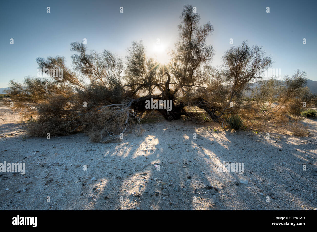 Dalea hi-res stock photography and images - Alamy