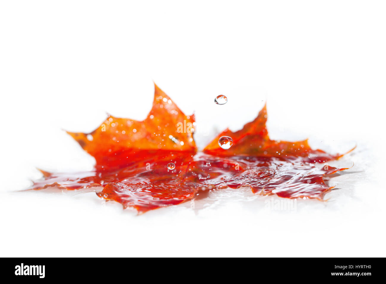 Autumn maple leaf water Cut Out Stock Images & Pictures - Alamy