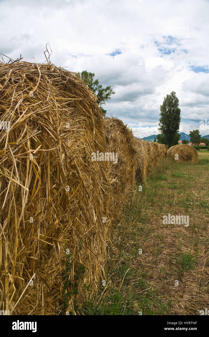 Hay bale field Stock Photo - Alamy