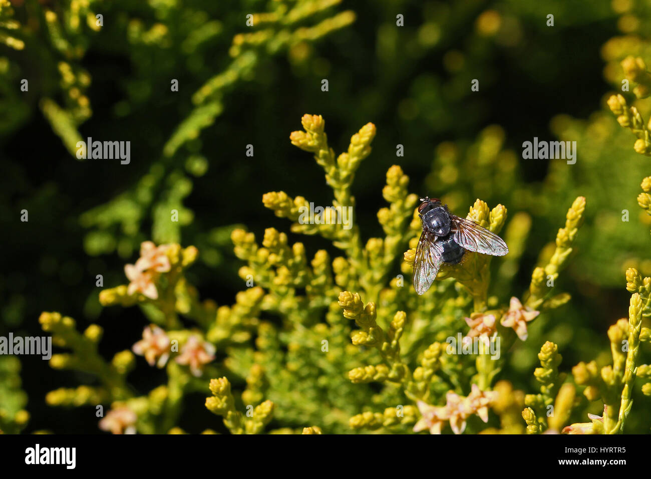 stable fly or house fly very close up Latin name stomoxys calcitrans ...