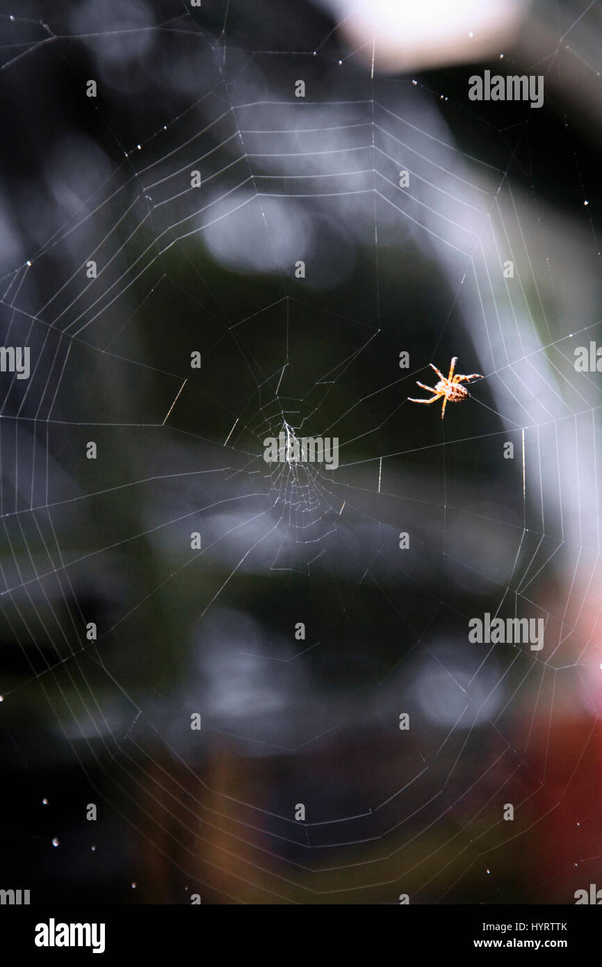 spider building web Stock Photo - Alamy