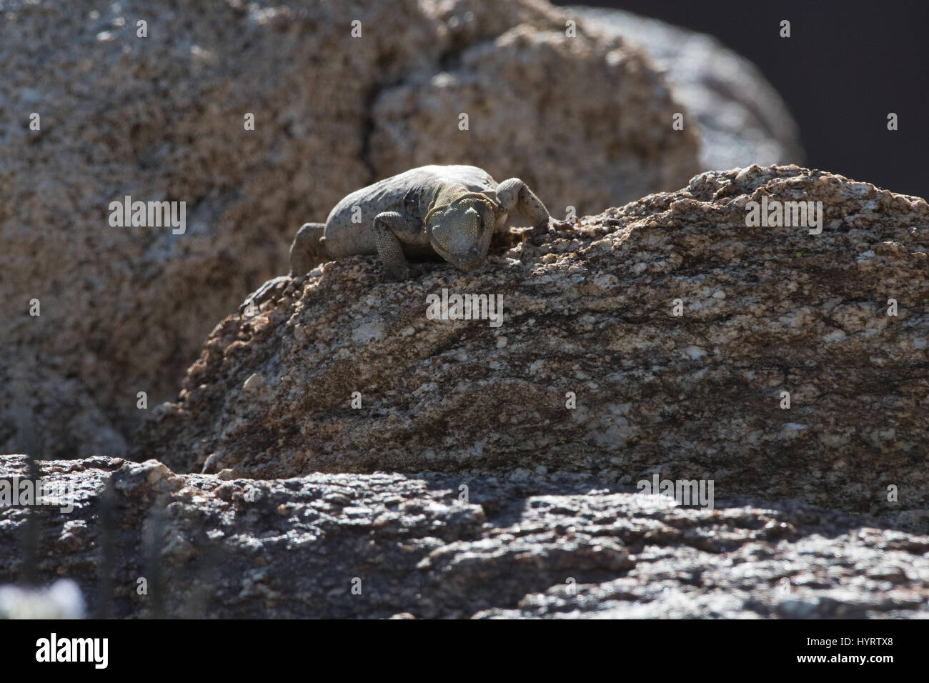Female Common Chuckwalla, (Sauromalus ater), Borrego Palm Canyon, Anza ...