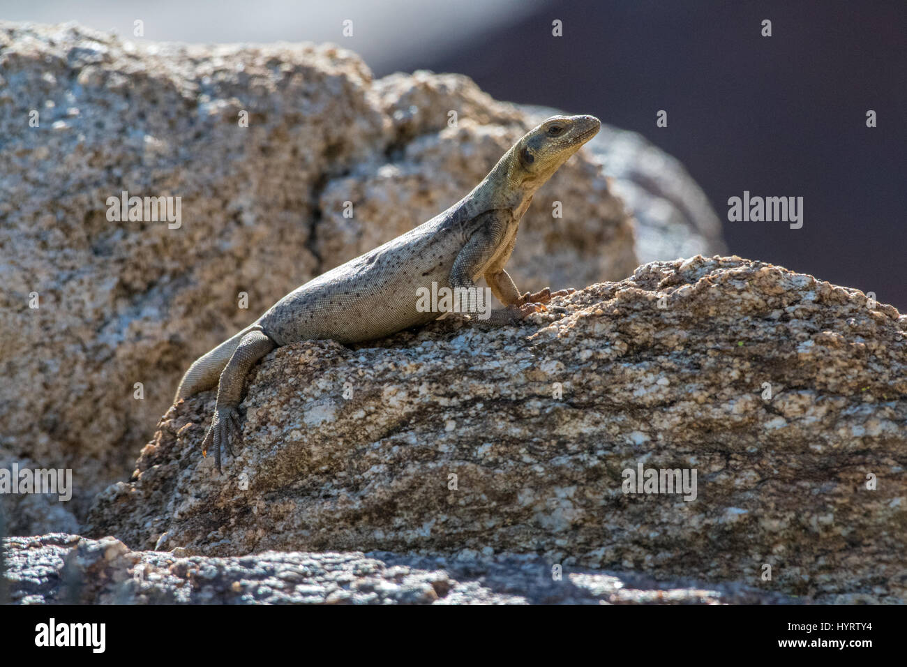 Female Common Chuckwalla, (Sauromalus ater), Borrego Palm Canyon, Anza-borrego Desert State park ...