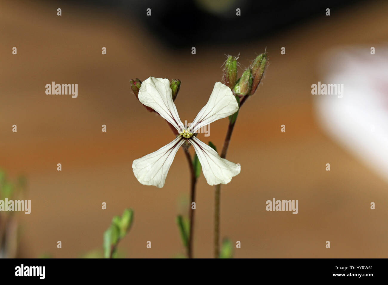 Eruca vesicaria sativa hi-res stock photography and images - Alamy