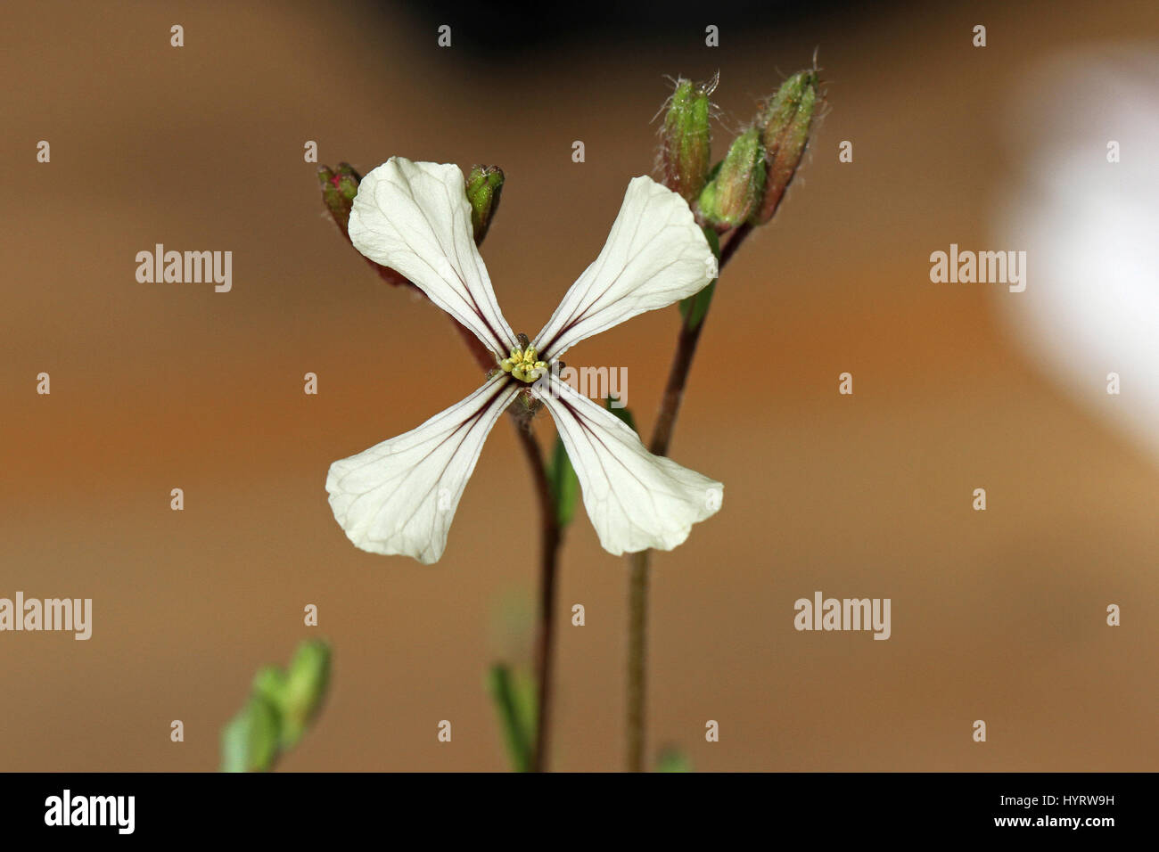 Bolting rocket hi-res stock photography and images - Alamy