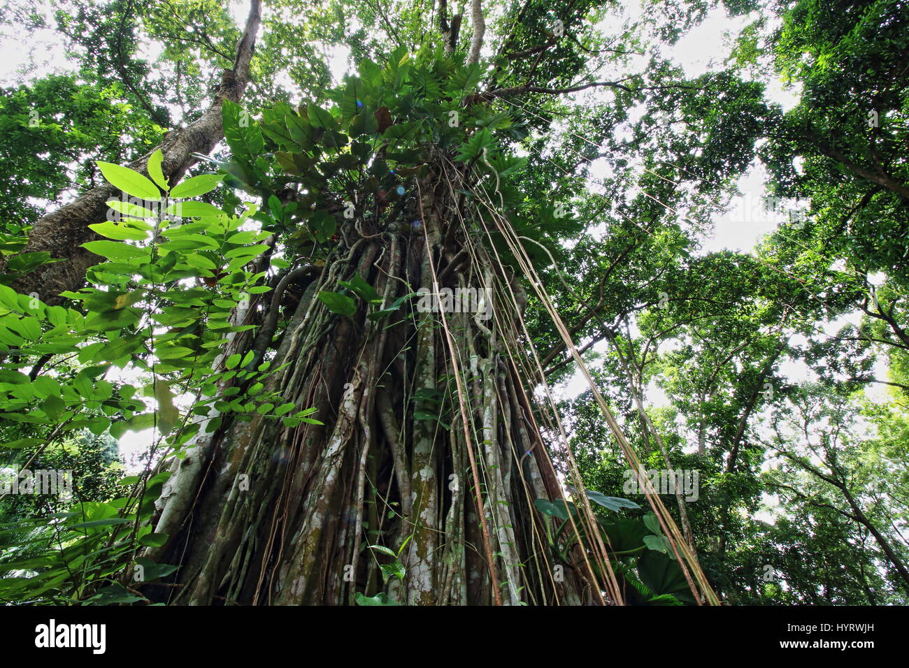 Strangling fig hi-res stock photography and images - Alamy