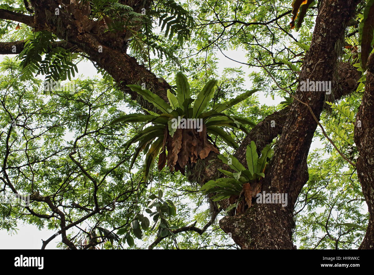 Bird's nest ferns and other ferns growing on tree trunks under the ...