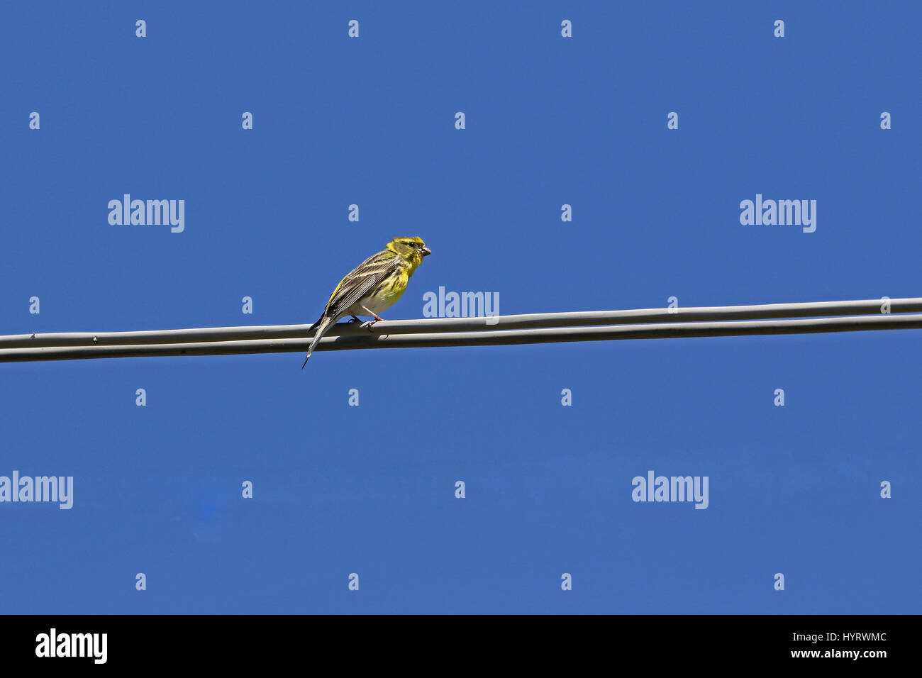 serin bird Latin name serinus serinus singing and dancing on a ...