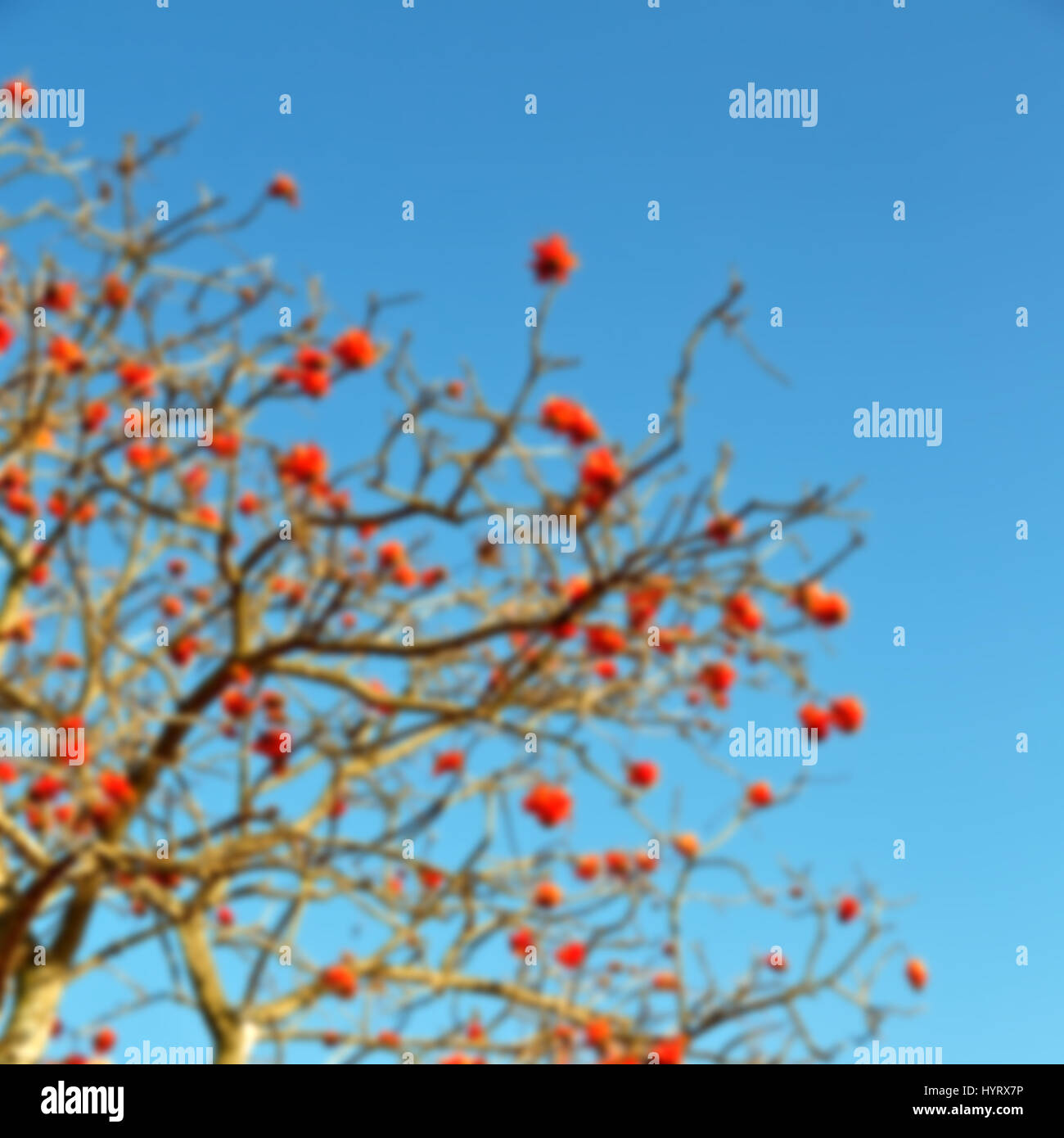 Kafferboom hi-res stock photography and images - Alamy