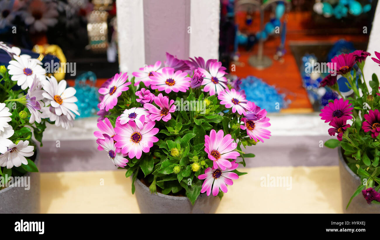 Pink African daisy Dimorphotheca in the pot near the window Stock Photo ...