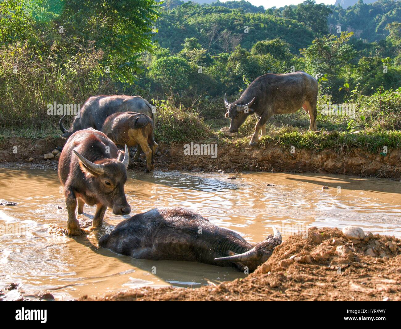 Group of water buffalos bathing in dirty natural water pool Stock Photo ...