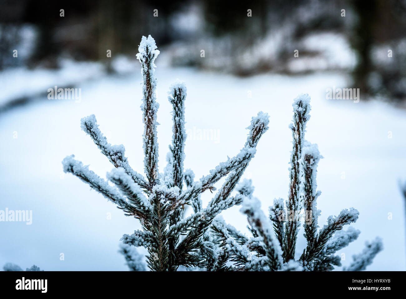 Frostbite hi-res stock photography and images - Alamy