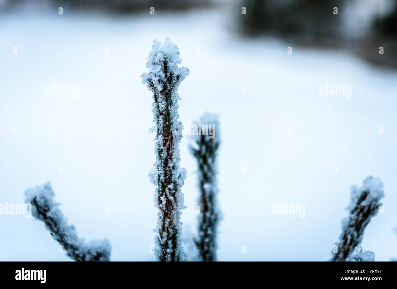 Frostbite hi-res stock photography and images - Alamy