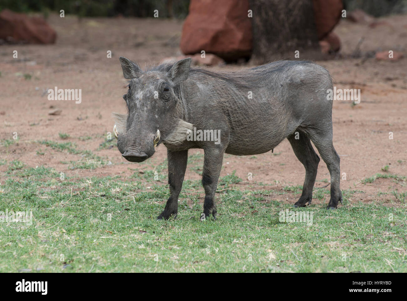 African wild pig hi-res stock photography and images - Alamy