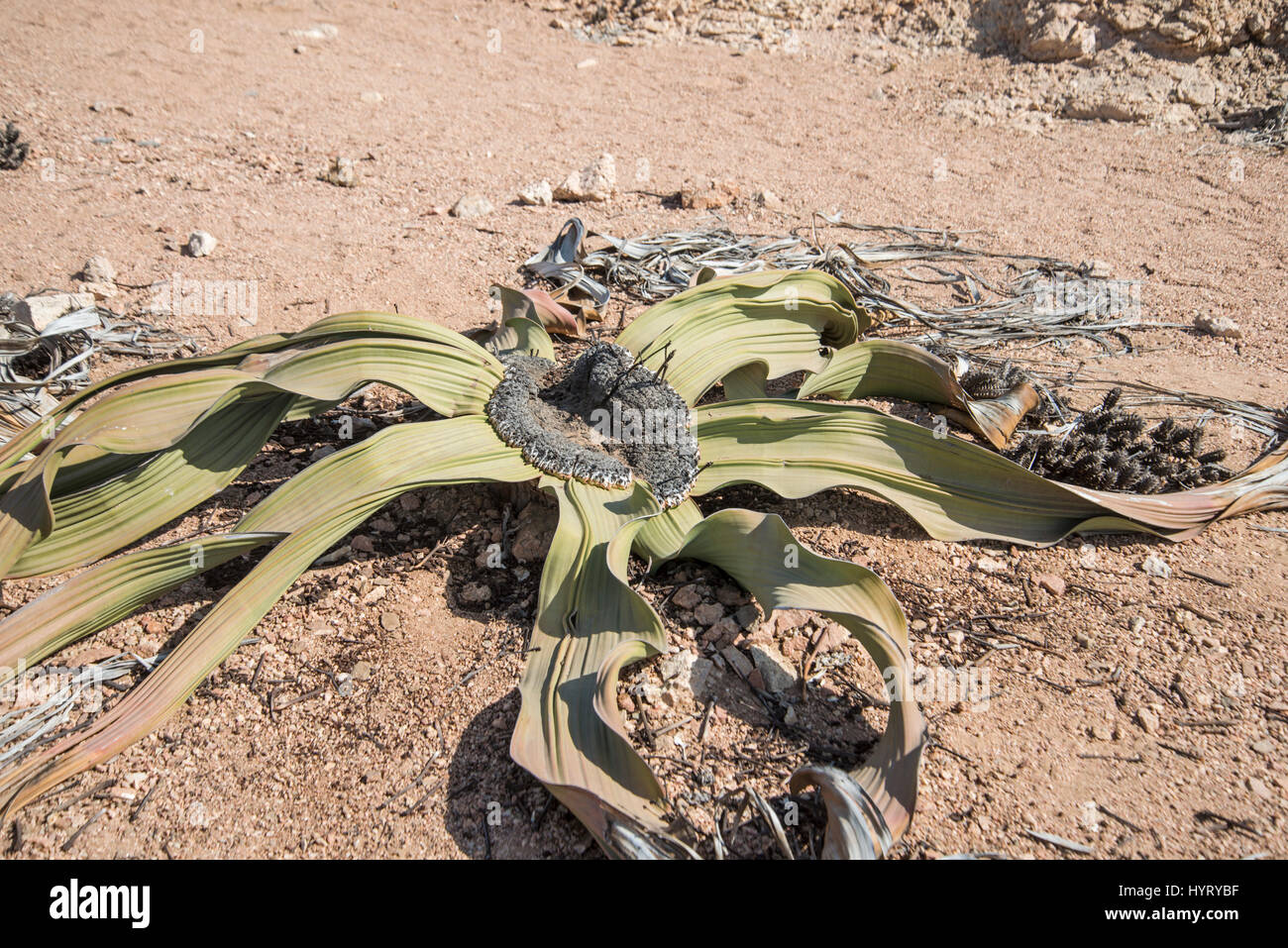 Welwitschia mirabilis, Namib Desert, Namibia Stock Photo - Alamy