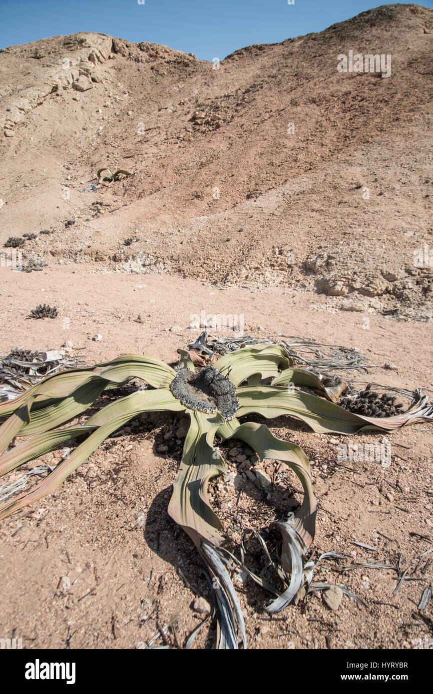 Welwitschia namib desert namibia plant hi-res stock photography and ...