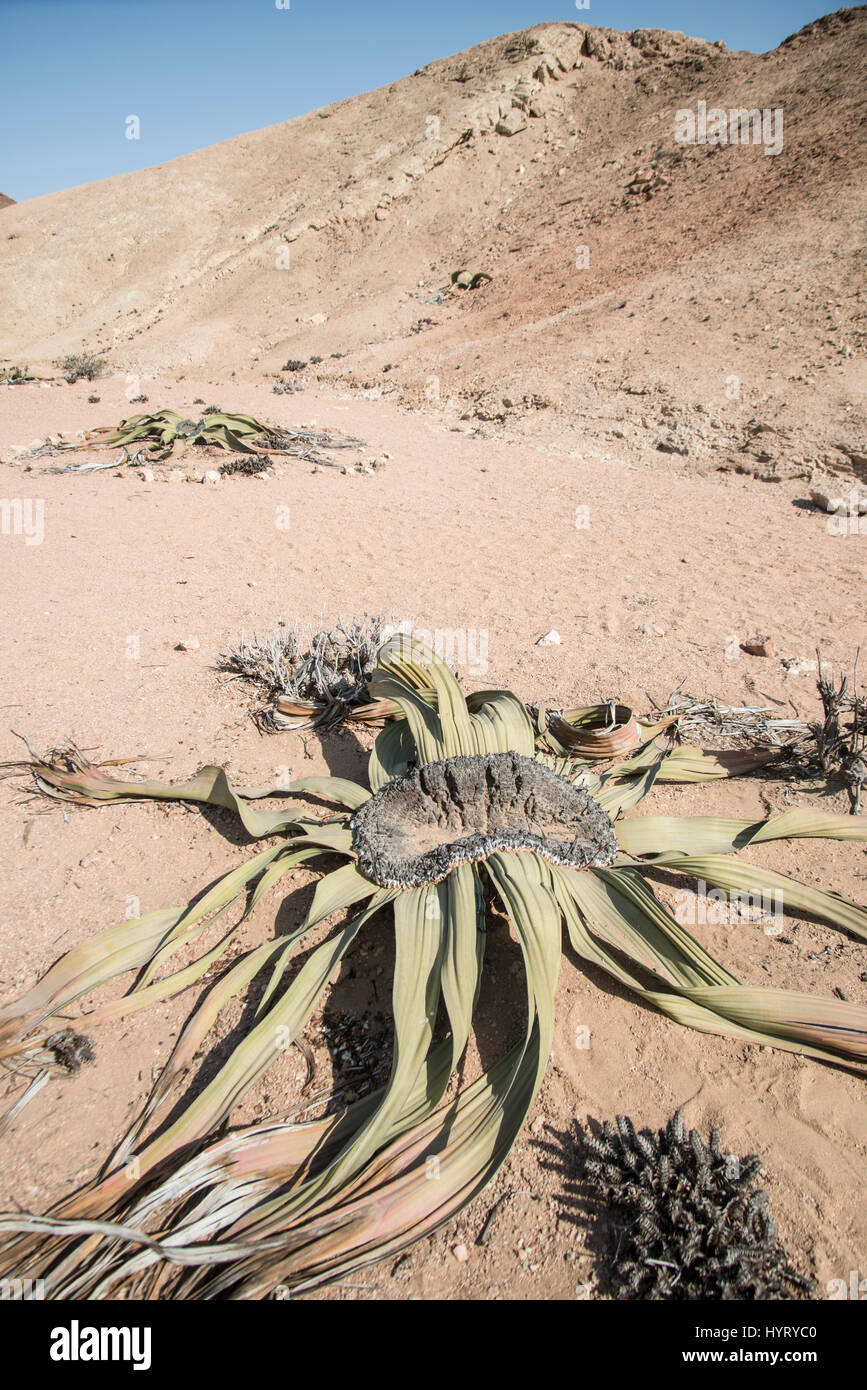Welwitschia mirabilis, Namib Desert, Namibia Stock Photo - Alamy