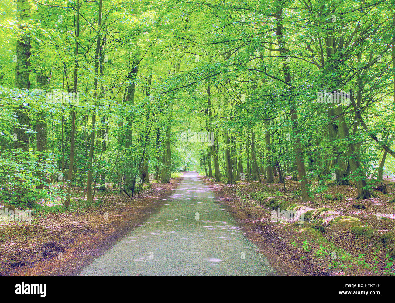 English woodland road hi-res stock photography and images - Alamy