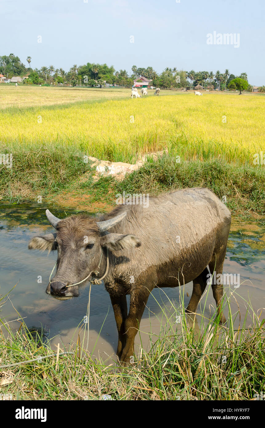 Asian water buffalo in rice fields, near Siem Reap, Cambodia Stock ...