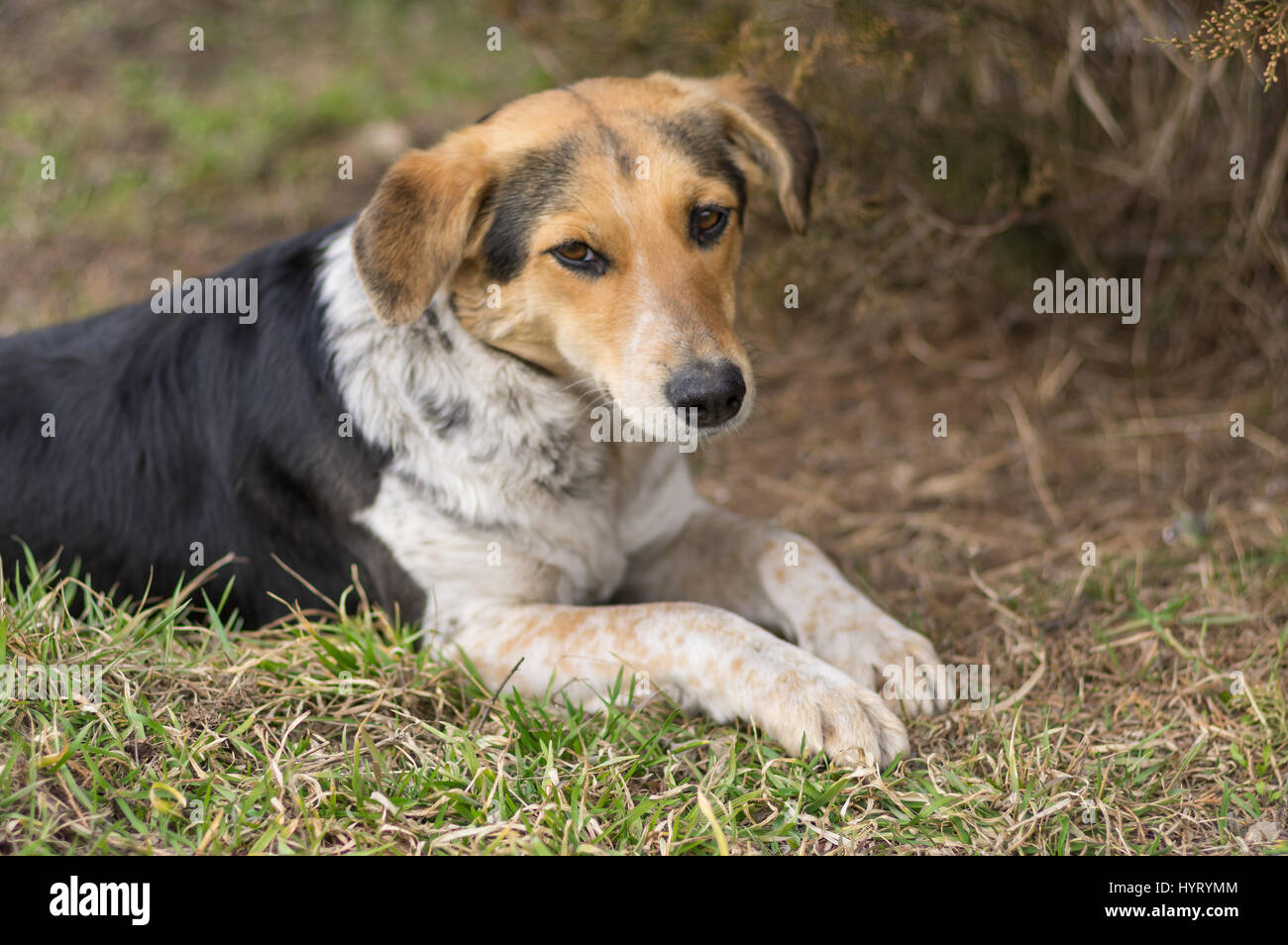 Female dogs hi-res stock photography and images - Alamy