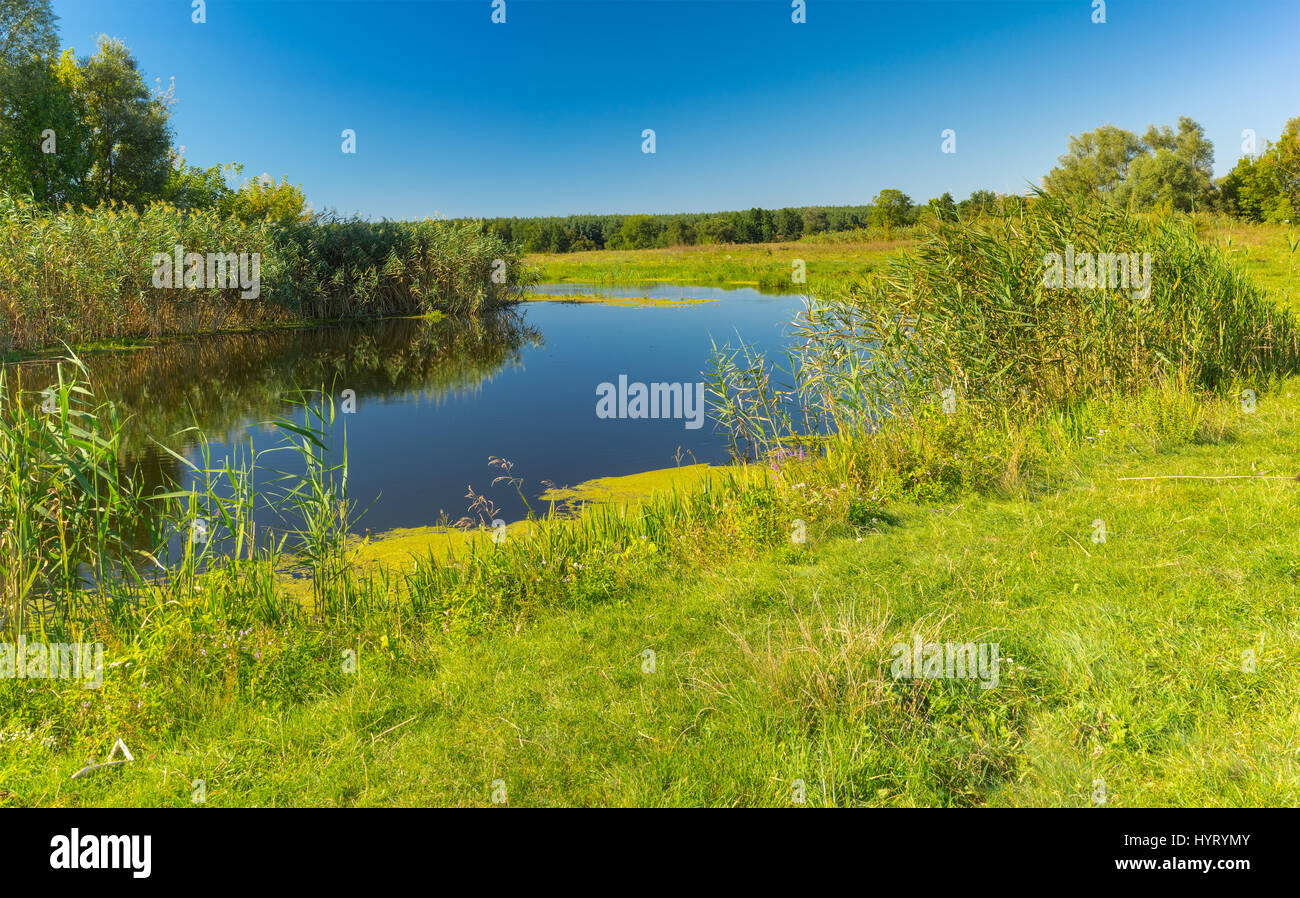 Pictorial summer landscape with small river Merla, Poltavskaya oblast ...