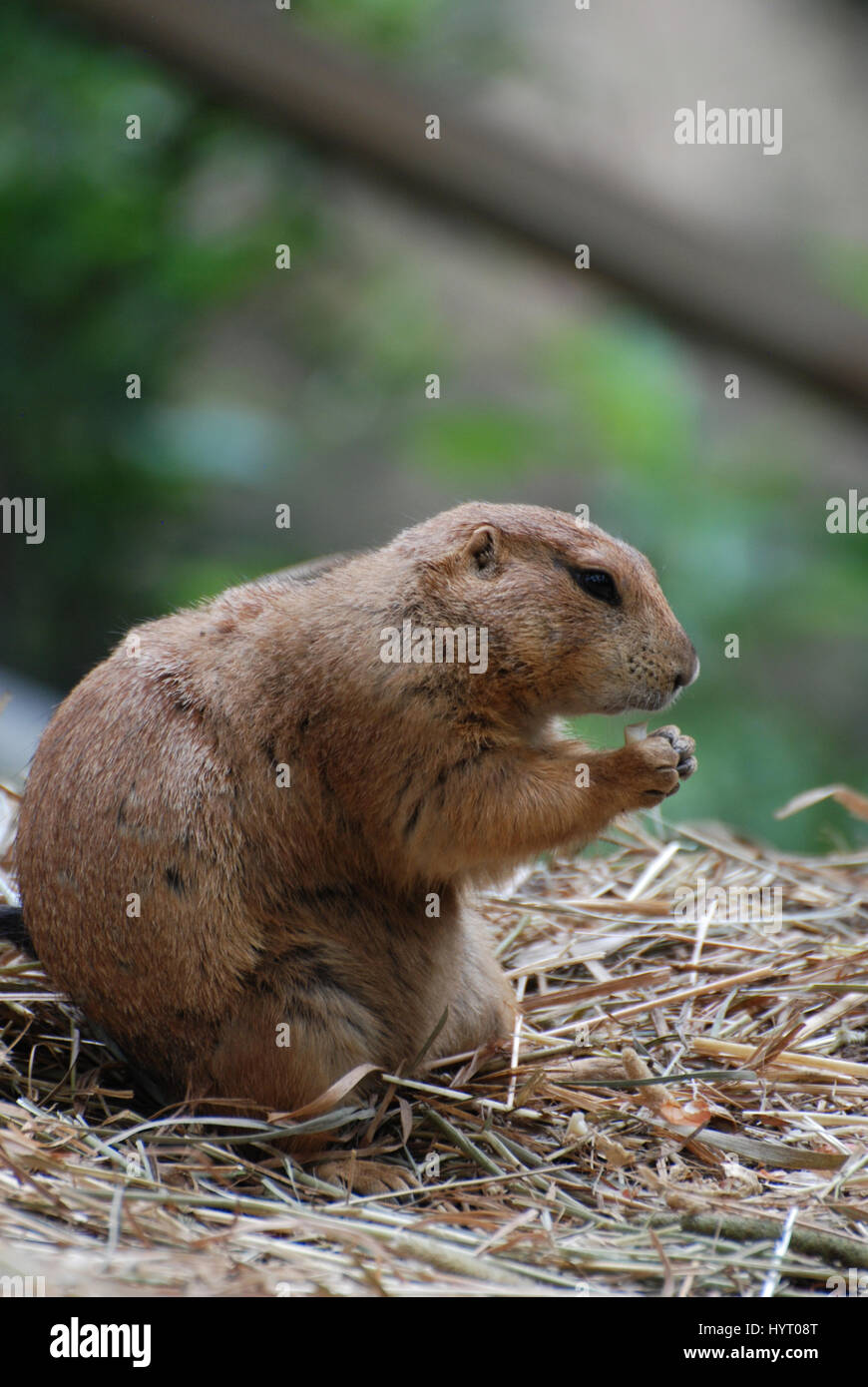 Black tailed prairie dog teeth hi-res stock photography and images - Alamy