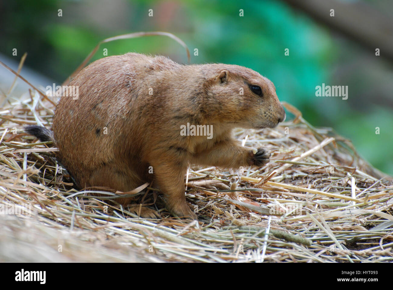 Cute black tailed prairie dog eating crumbs Stock Photo - Alamy