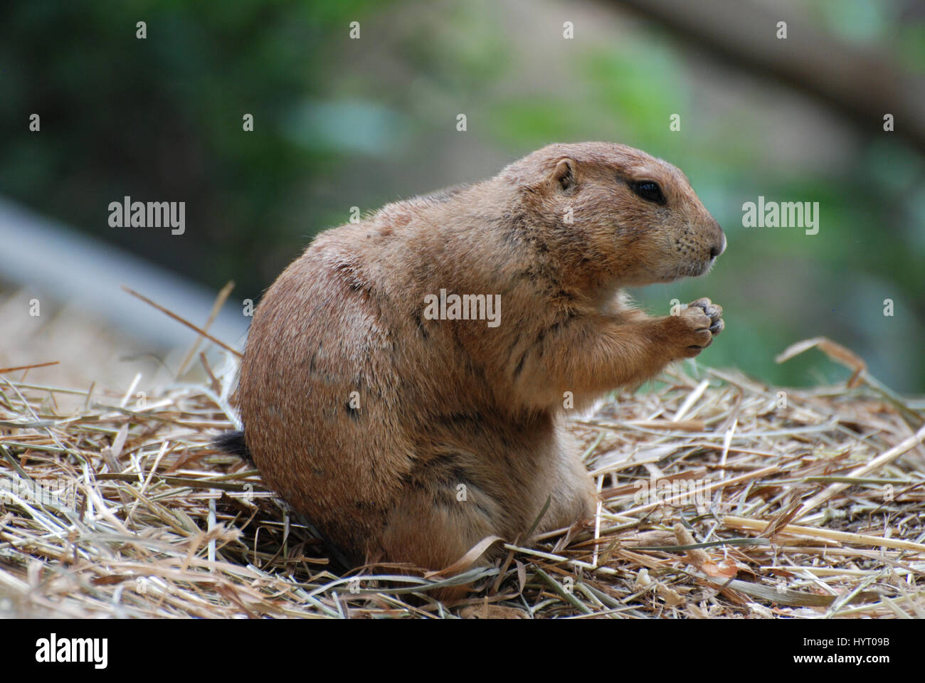 Boxing prairie dog with his paws up ready to brawl Stock Photo - Alamy