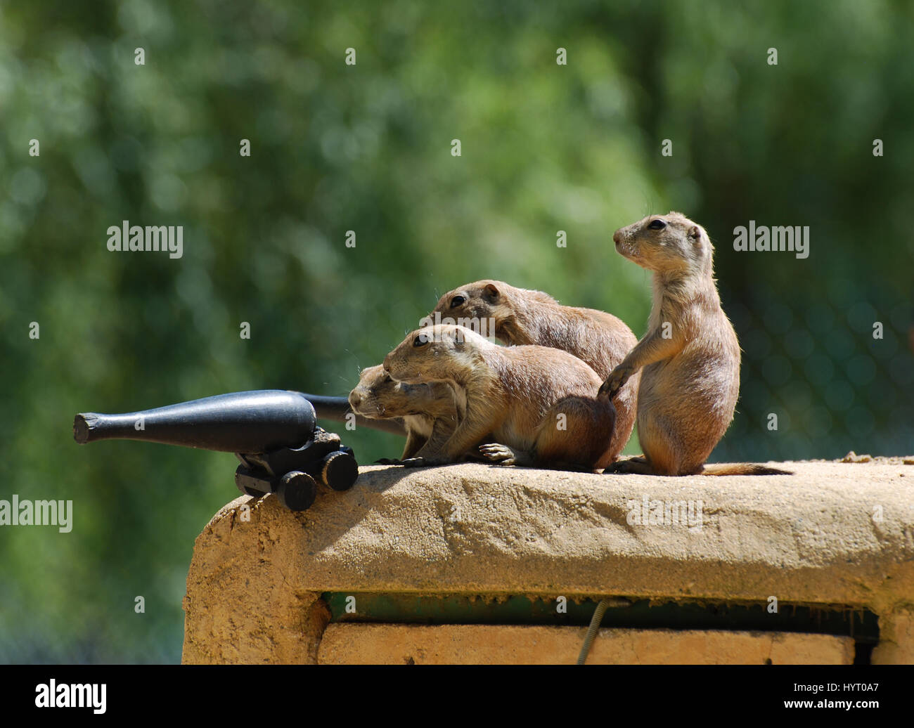 Group of prairie dogs prepared to do battle Stock Photo - Alamy